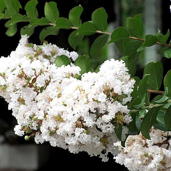 Crespón - Lagerstroemia Indica - Vivero Cinco Pinos