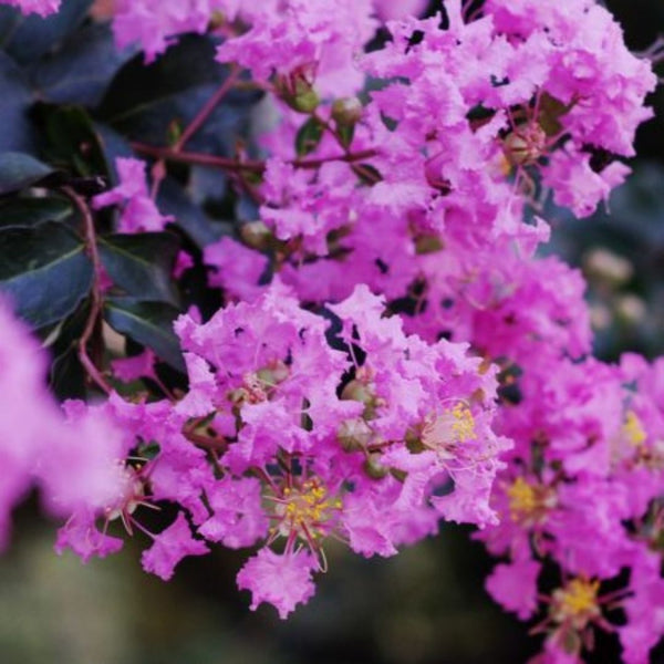 Crespón - Lagerstroemia Indica - Vivero Cinco Pinos