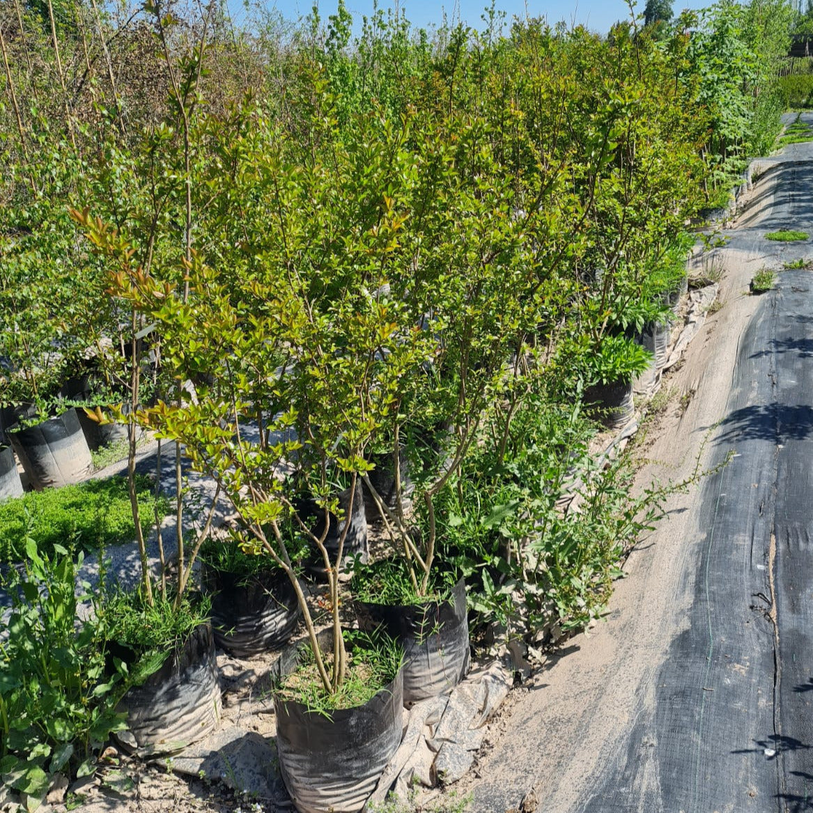 Crespón - Lagerstroemia Indica - Vivero Cinco Pinos