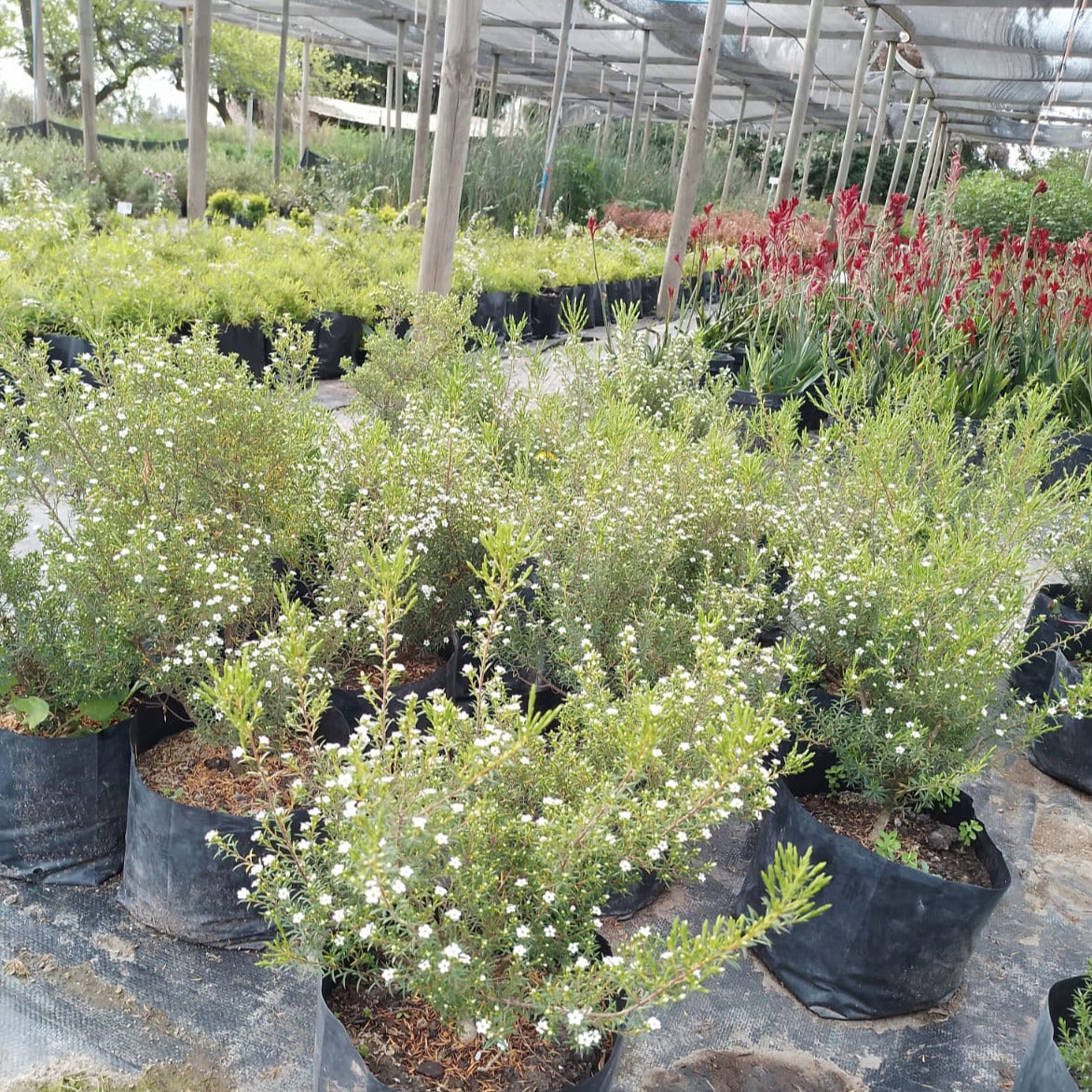 Arbustos Etiquetado "Rutaceae" - Vivero Cinco Pinos