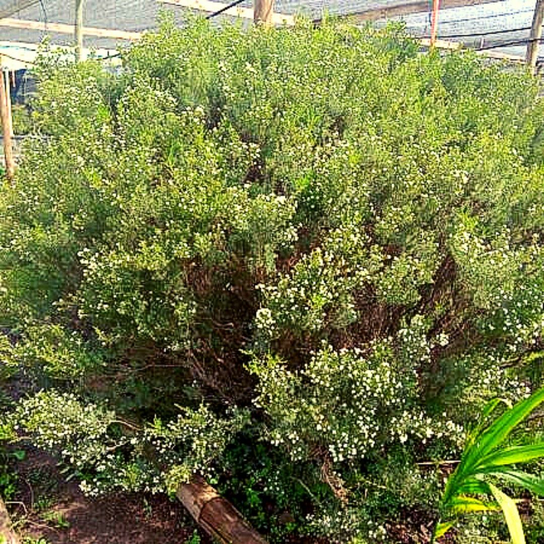 Diosma Arbustivo - Diosma Ericoides - Vivero Cinco Pinos