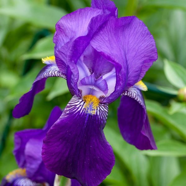 Lirio Morado - Iris Germanica - Vivero Cinco Pinos