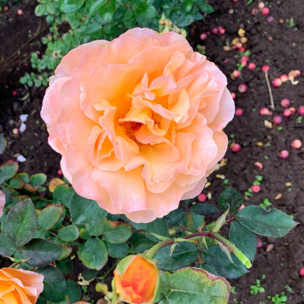 Rosa Whisky - Rosa Whisky Mac - Vivero Cinco Pinos