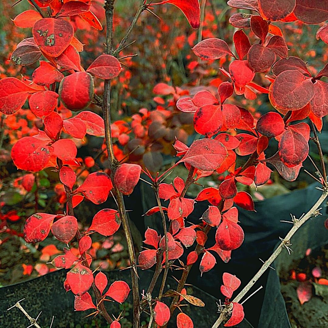 Arbustos - Vivero Cinco Pinos