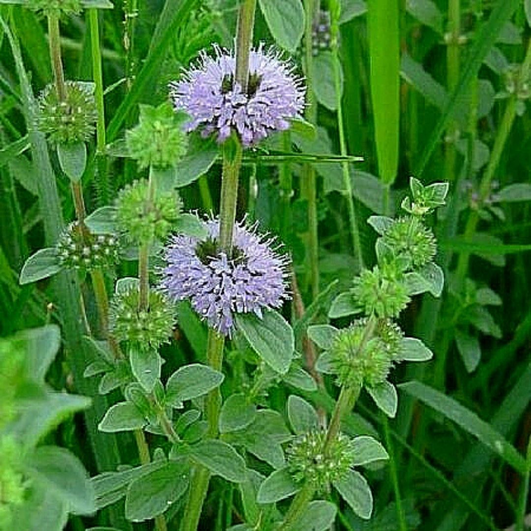 Planta De Poleo