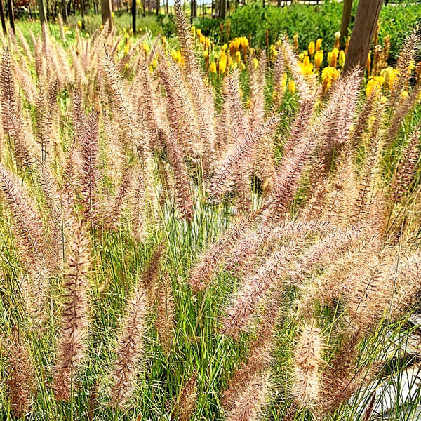 Penisetum Rupeliano - Pennisetum Ruppelianum - Vivero Cinco Pinos