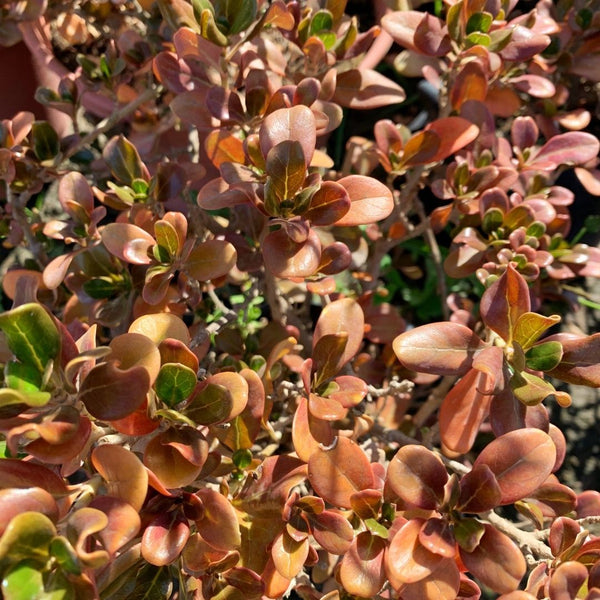 Coprosma Africano - Coprosma Karo Red - Vivero Cinco Pinos