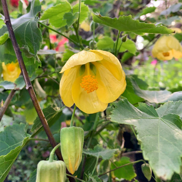 Abutilon amarillo - Abutilón X Hybridum - Vivero Cinco Pinos