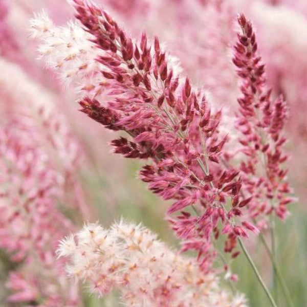 Ruby Grass- Melinis nerviglume - Vivero Cinco Pinos